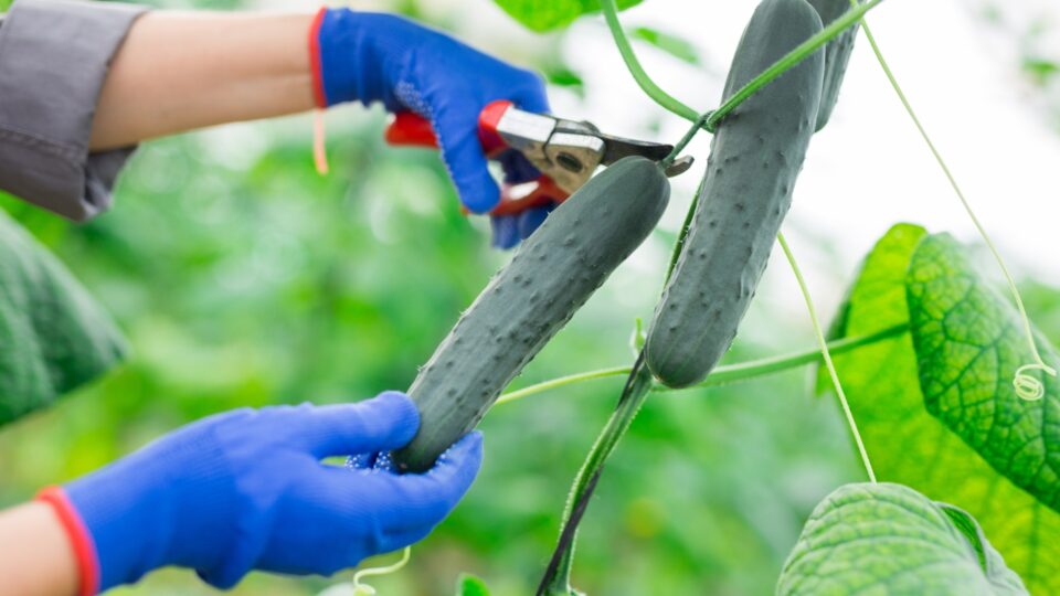 12 Simple Tips For Pruning Your Cucumber Plants (And Other Expert ...