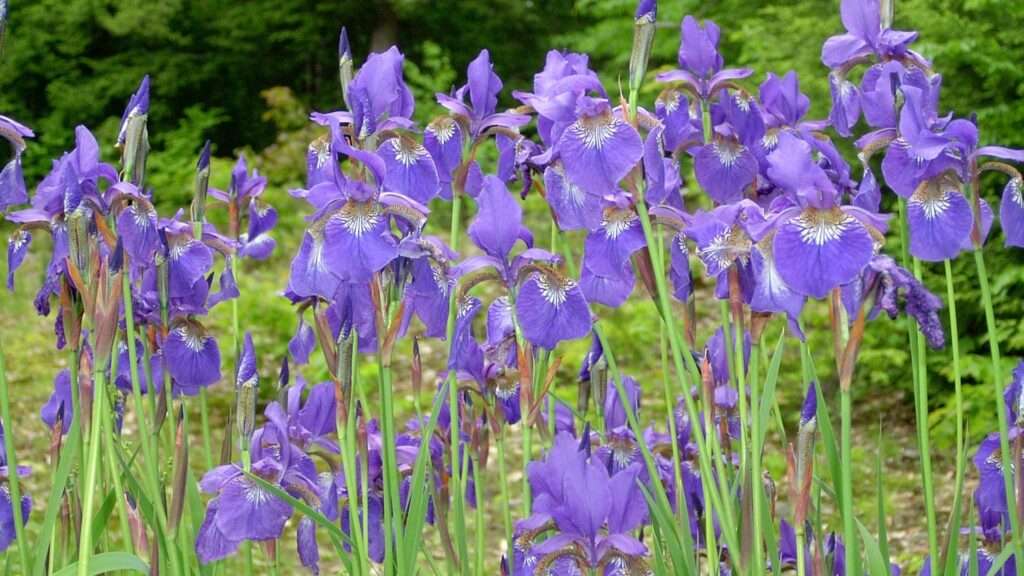 13 Common Iris Bulb Planting Mistakes (Plus 3 Smart Habits To Get Them ...
