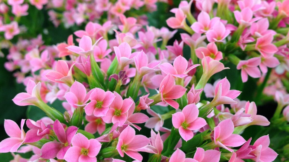 13 Gorgeous Flowers That Can Bloom Year Round