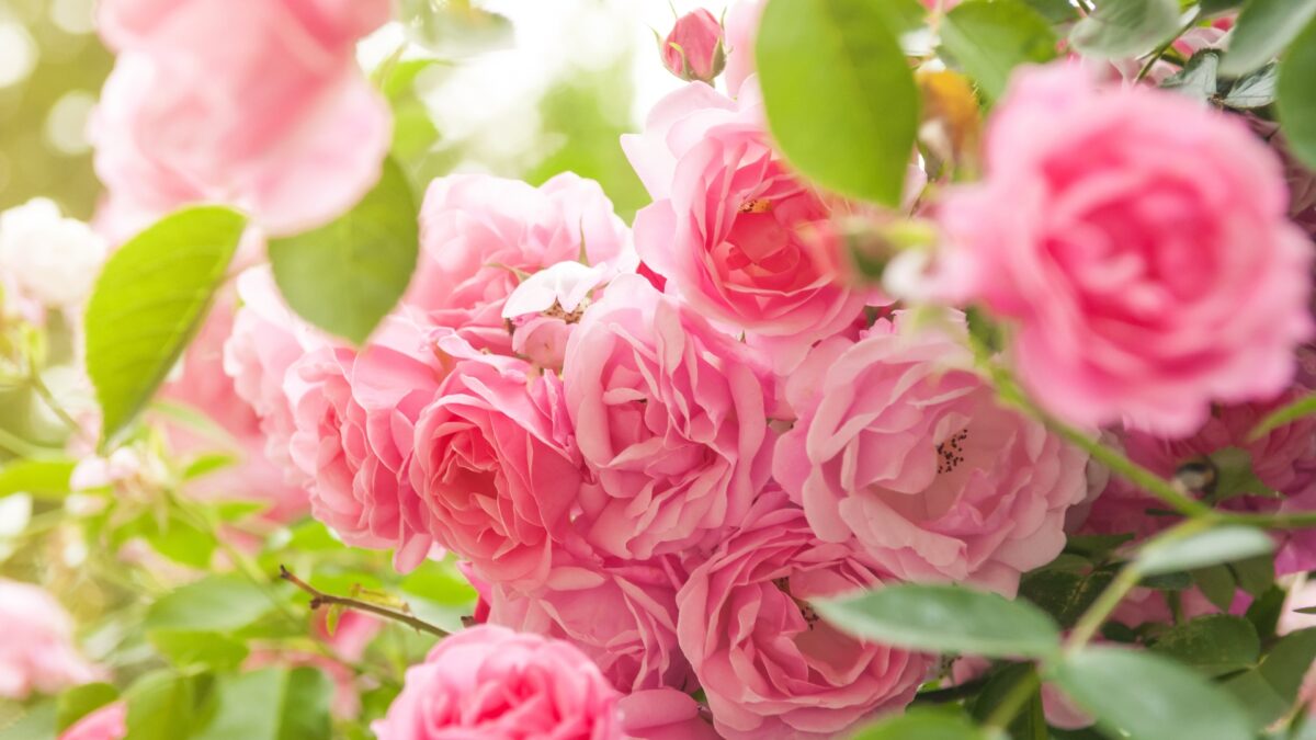 13 Shrubs That Struggle In Shade (Plus Shade-Loving Replacements)