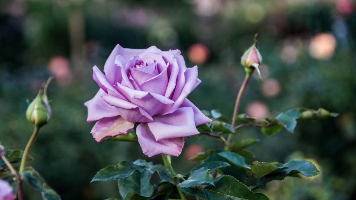 13 Stunning Purple Roses That Steal The Show (Plus More Beautiful Types ...