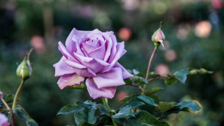 13 Stunning Purple Roses That Steal The Show (Plus More Beautiful Types ...