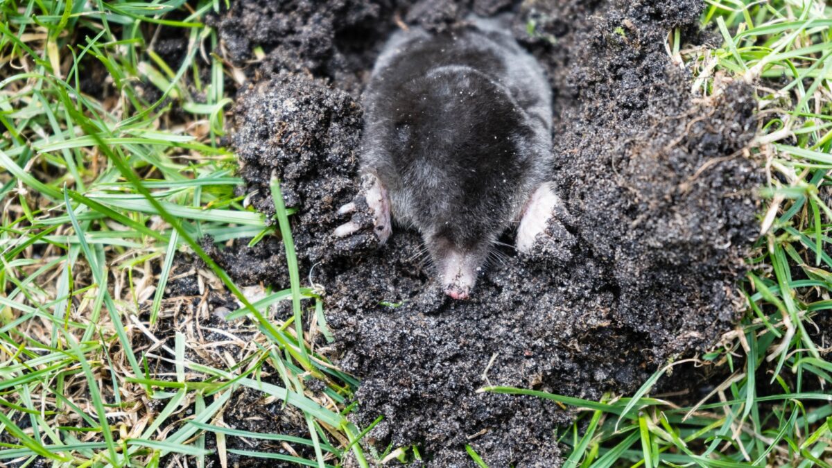 13 Surprising Things That Attract Moles To Your Yard