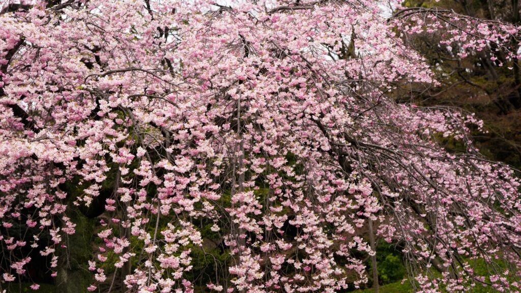 13 Tips For Growing Weeping Cherry Trees That Steal The Show (And 5 ...