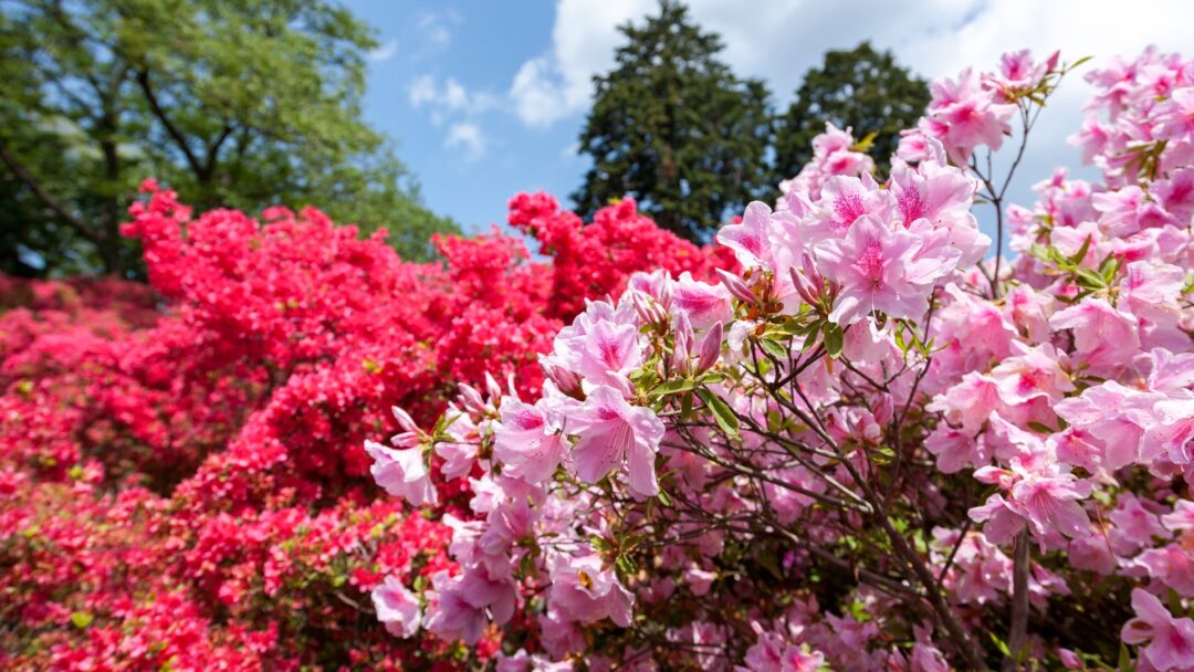 14 Must-Have Shrubs And Bushes For Brilliant Spring Color (Plus Easy-To ...