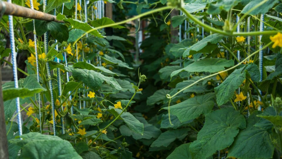 14 Root Vegetables That Help Cucumbers Thrive (Plus 5 That Do The Opposite)