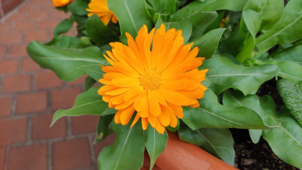 14 Stunning Calendula Varieties That Shine Beyond Summer Color (Plus ...