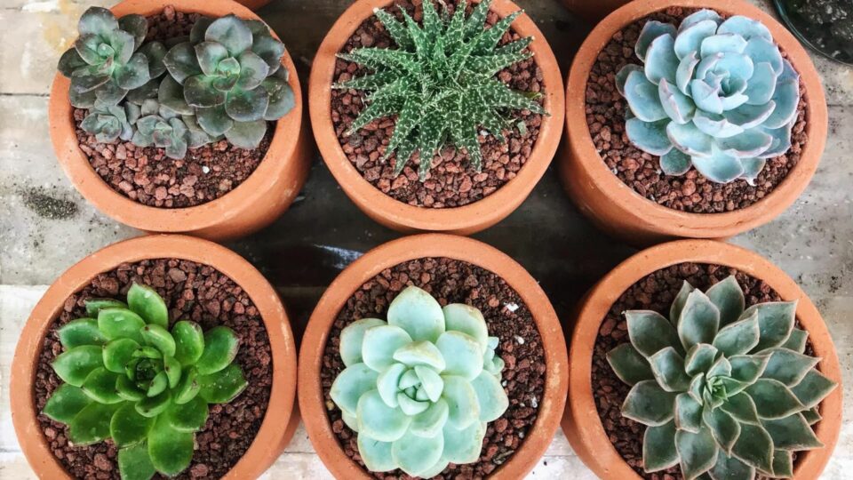 14 Succulents You Can Grow From Seed (And 3 That Are Better Bought Mature)