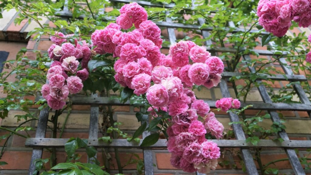 15 Brilliant Tips For Planting Ground Cover Roses (And 4 Mistakes You ...