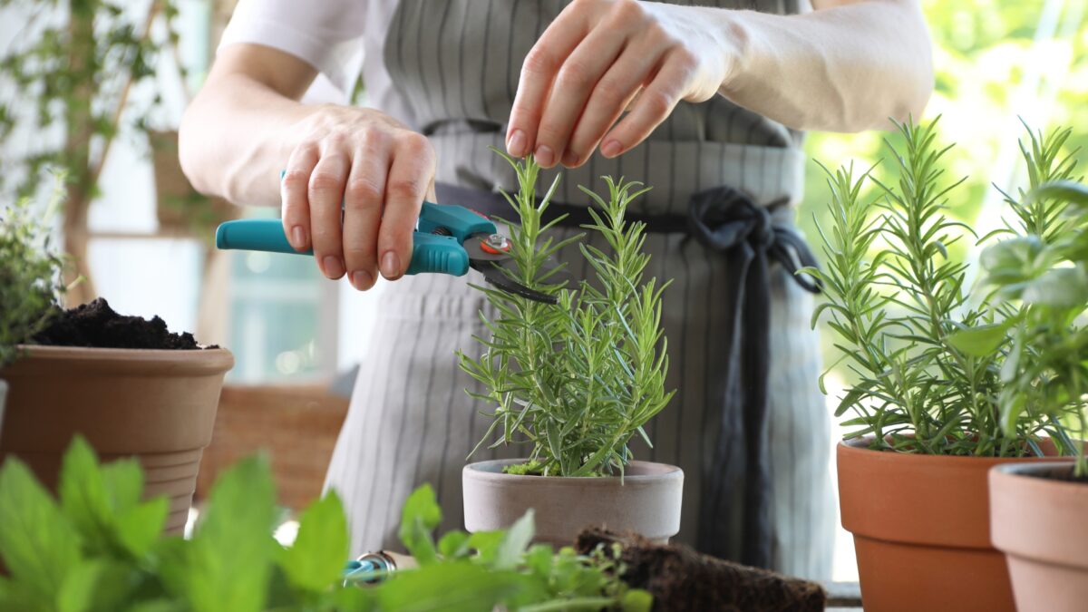 15 Expert Rosemary Pruning Tips For That Perfect Shape You’ve Always Wanted