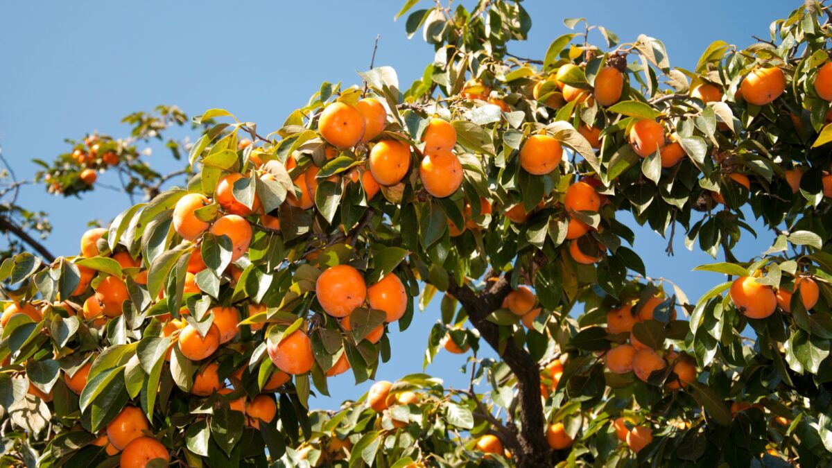 15 Fruit Trees That Take Their Sweet Time (But Totally Steal the Show ...