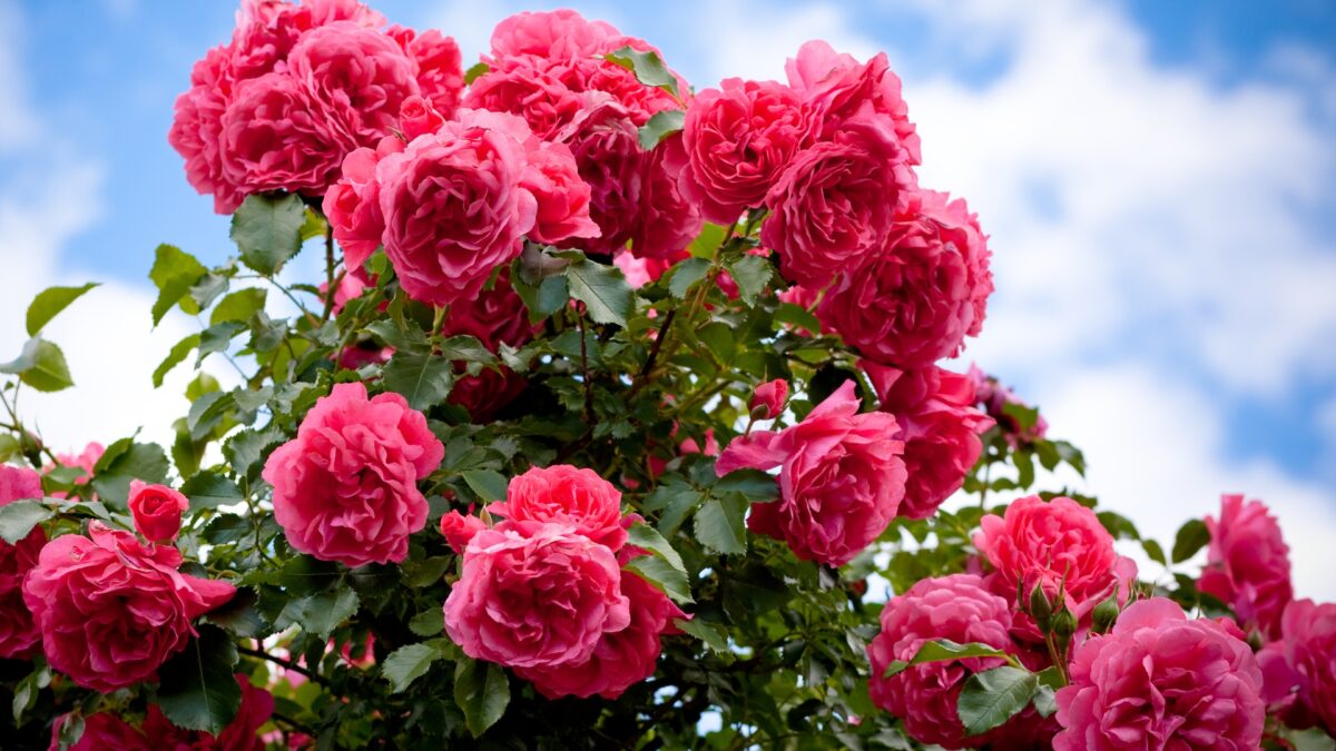 15 Must-Know Techniques For Growing Show-Stopping Roses With Less Effort