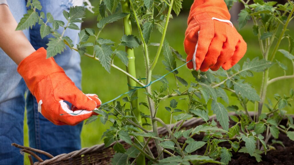 15 Plants You Must Stake To Keep Upright (Plus 5 That Grow Strong On ...
