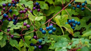 15 Proven Tips To Get Rid Of Aggressive Peppervine And Prevent A Comeback