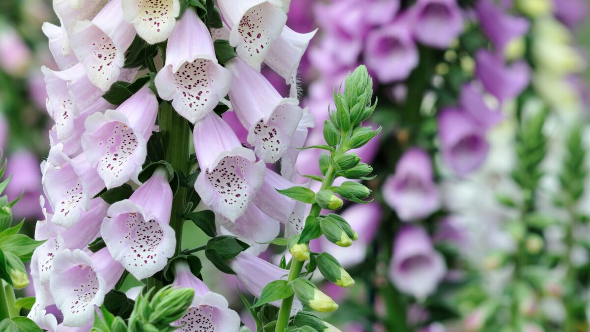 15 Shade-Loving Blooms That Bring Alleyway Gardens To Life (Plus 5 ...