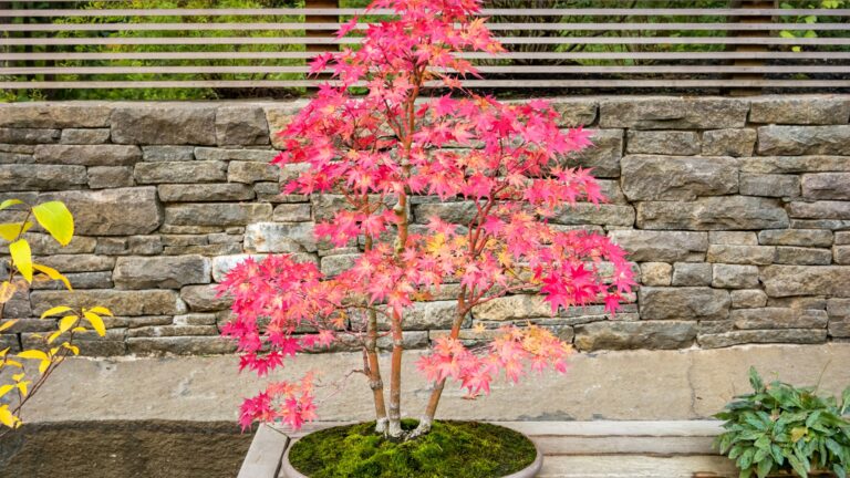 15 Simple Steps To Create A Stunning Japanese Maple Bonsai Tree