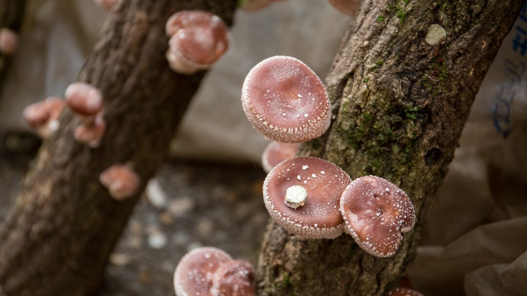 15 Simple Steps To Grow Your Own Shiitake Shrooms At Home (Plus Tips ...