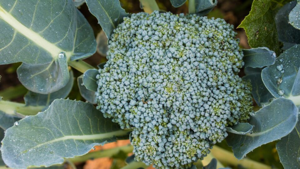 15 Simple Tips To Grow Huge Heads Of Broccoli At Home