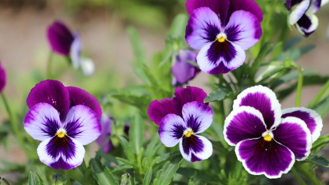 15 Stunning Plants That Bloom Instantly After Planting (Plus A Few More ...