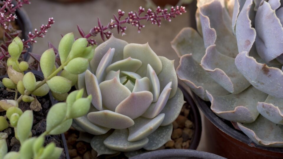 SUCCULENTS AND CACTUSES - Positivebloom