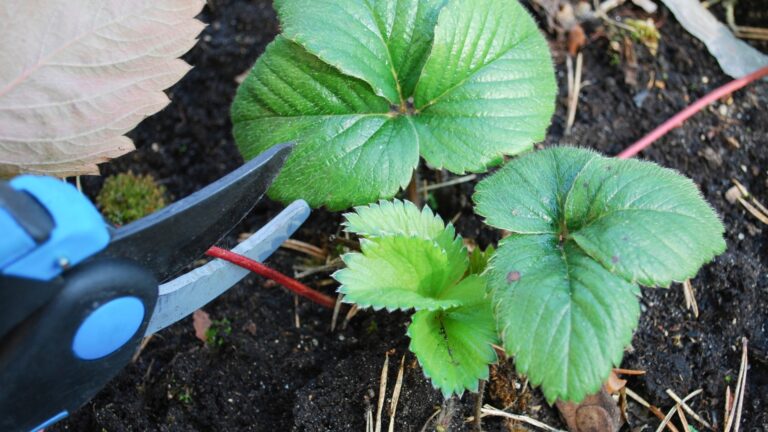 15 Tips For Pruning Strawberries The Right Way (And When To Do It For ...