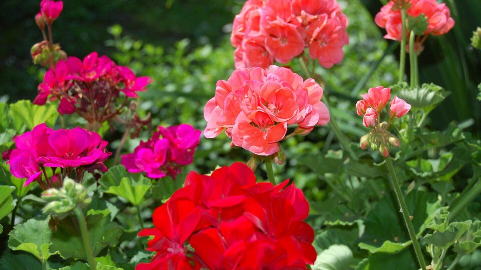 16 Beautiful Geranium Types That Instantly Uplift Any Garden Bed