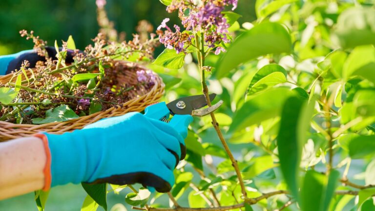 16 Brilliant Lilac Pruning Tips That Lead To More Flowers Every Summer ...