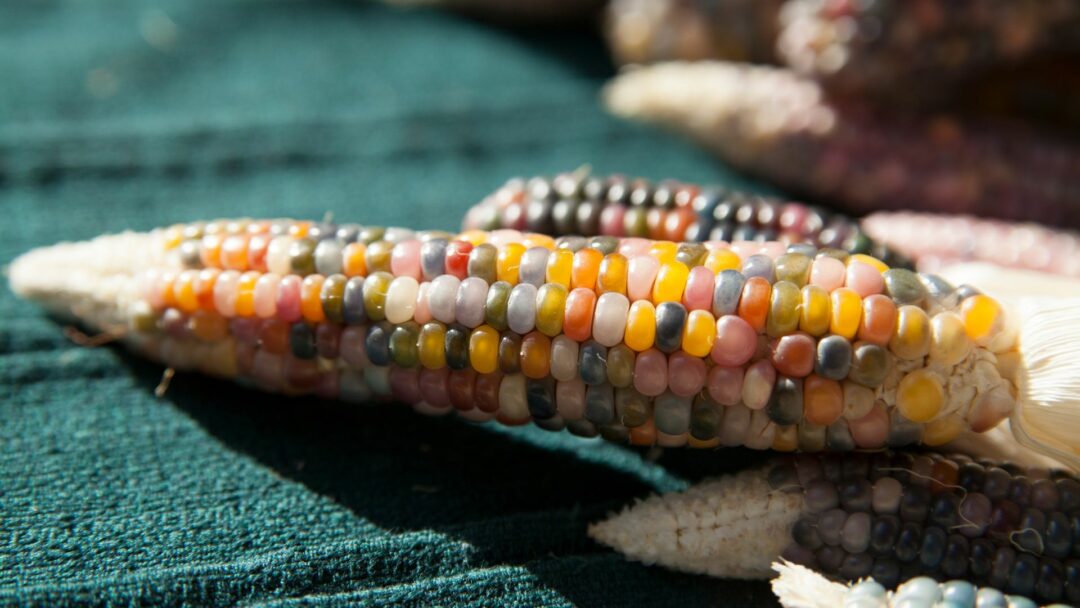 16 New Vegetable Varieties Gardeners Are Loving Right Now