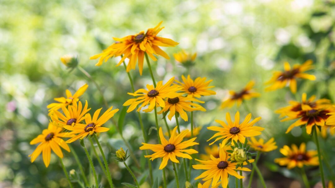 16 Perennials That Deserve A Spot In Every Yard (Plus 6 Bonus Beauties ...