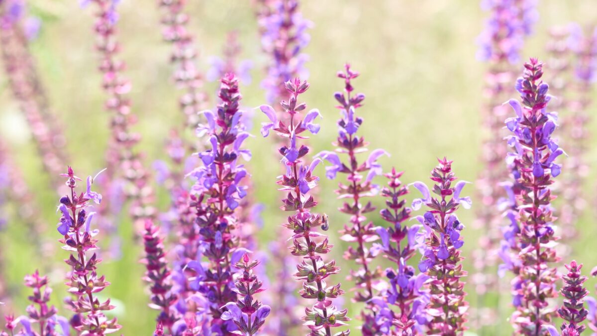 16 Spectacular Perennials That Will Never Leave Your Garden Once Planted