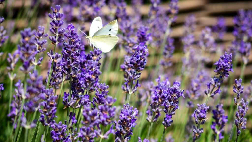 16 Surprising Kitchen Scraps That Will Make Lavender Bloom Like Crazy ...