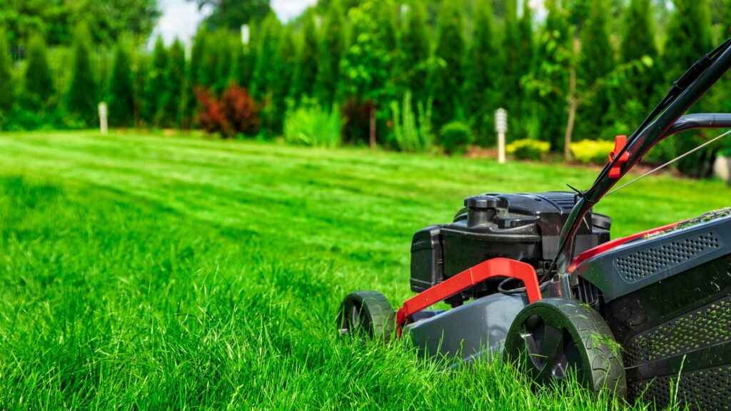 16 Surprising Things That Are Slowly Killing Your Grass (And Ruining ...