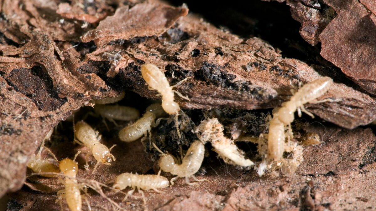 16 Things That Draw Termites Closer To Your Home