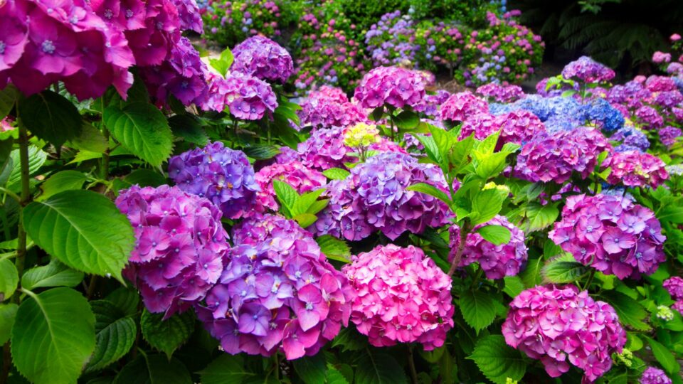 16 Things To Know About When And How To Water Hydrangeas The Right Way