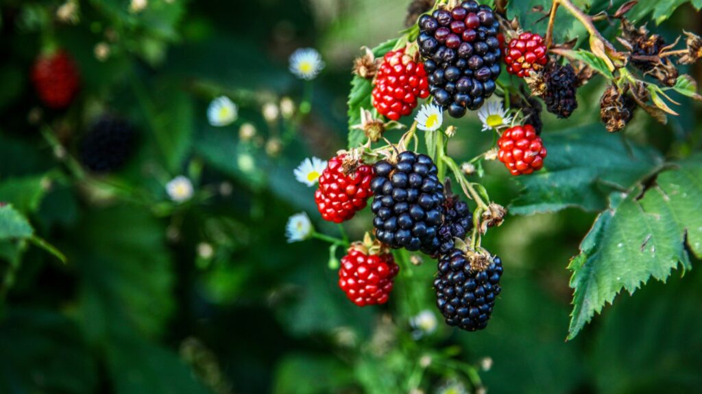 17 Berries That Outgrow Blueberries In Every Way (And Are Surprisingly ...