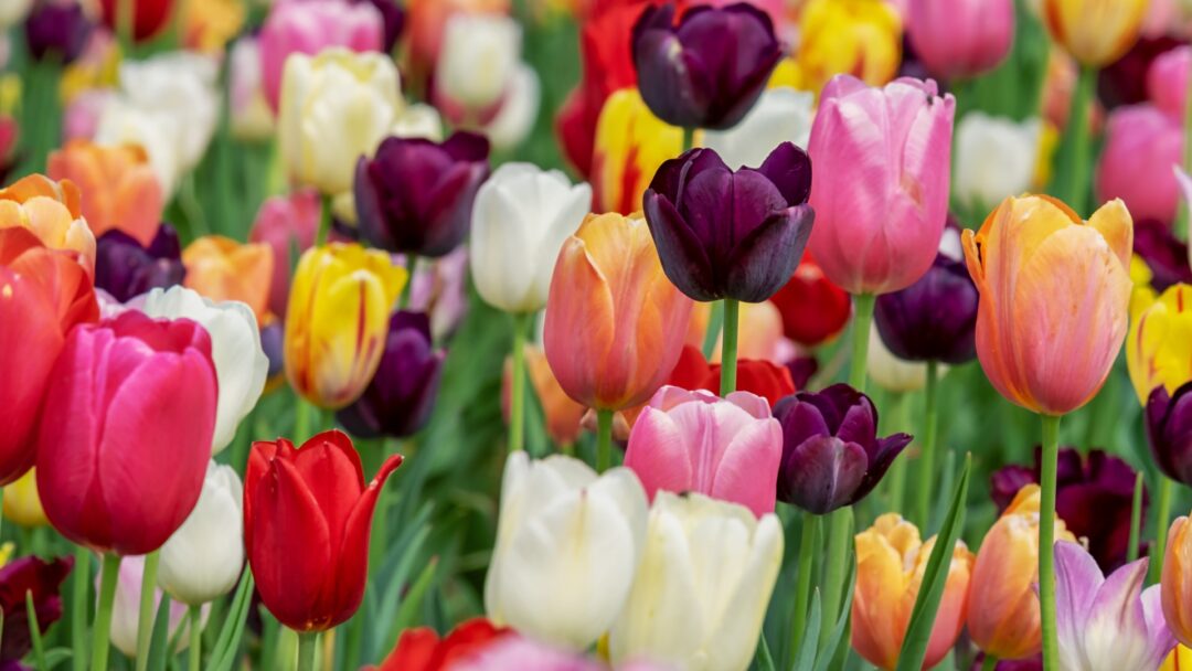17 Color Combinations with Tulips That Will Transform Your Spring Garden