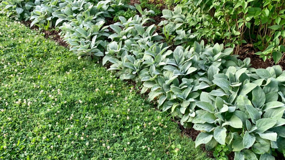 17 Ordinary Low Plants For Sunny Gardens That Horticulturists Say You ...