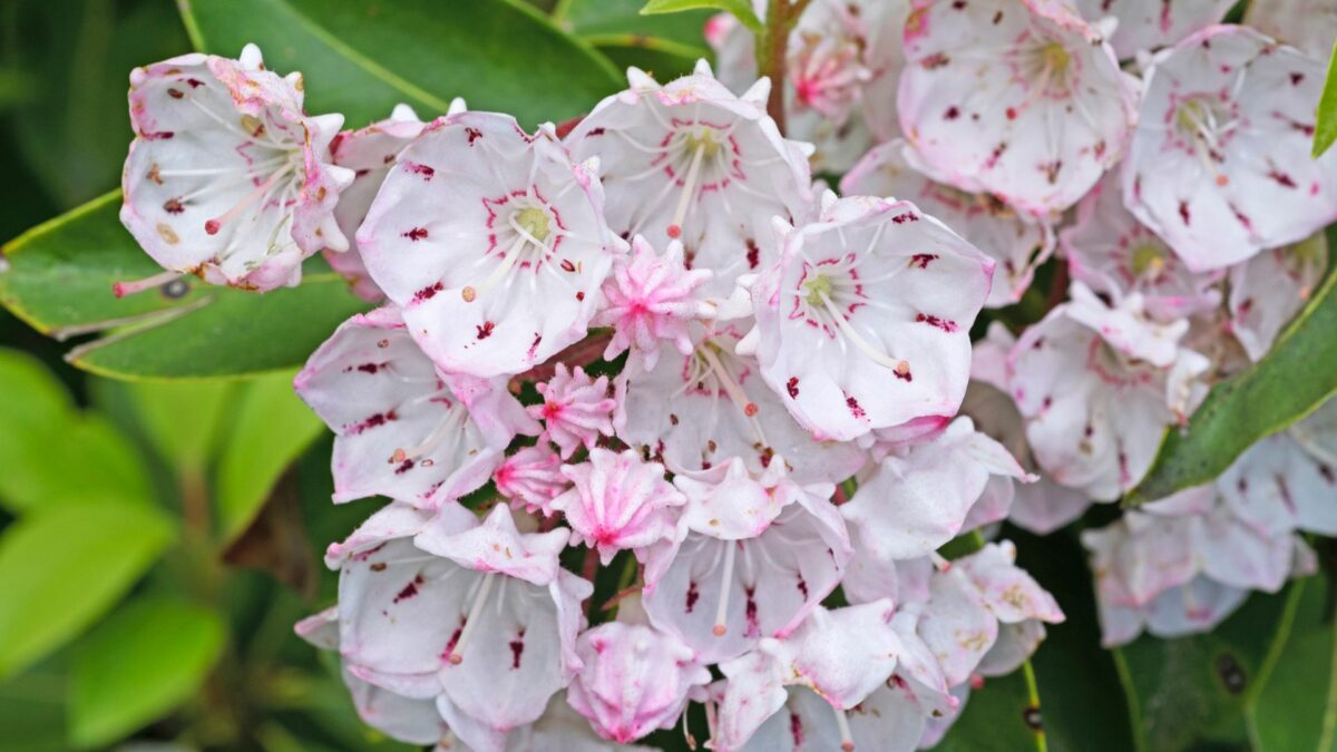 17 Shrubs That Bloom Nonstop All Spring (Even In Cooler Zones)