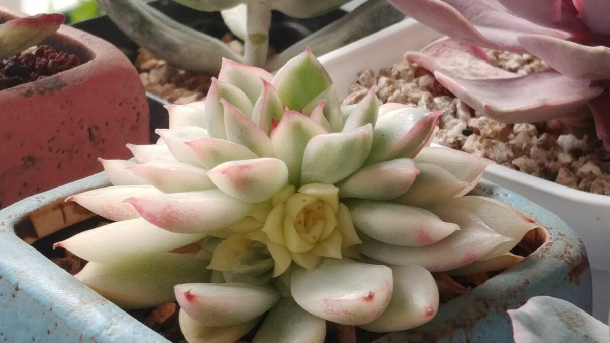 SUCCULENTS AND CACTUSES - Positivebloom