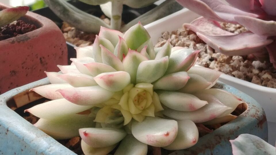 17 Stunning Variegated Succulents That Steal The Show In Any Garden