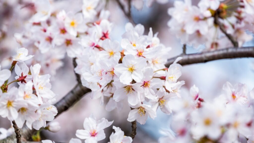 18 Beautiful Flowers That Only Bloom For A Short Time Each Year