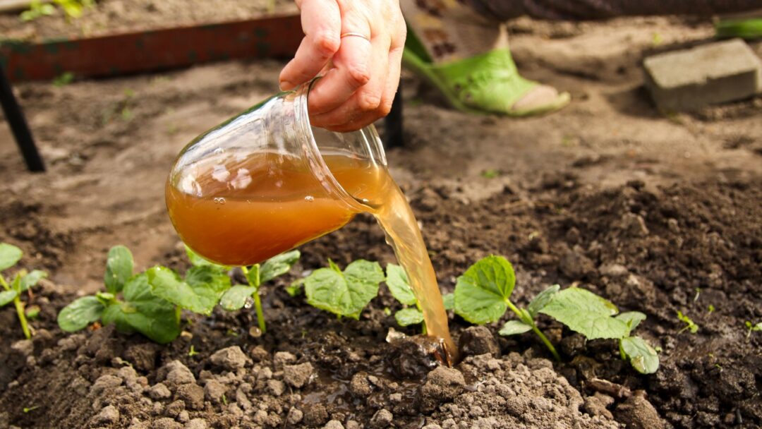 18 Brilliant Fertilizer Tips To Make Young Cucumber Plants Thrive