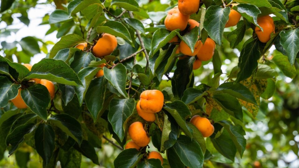 18 Game-Changing Tips For Growing A Persimmon Tree From Seed