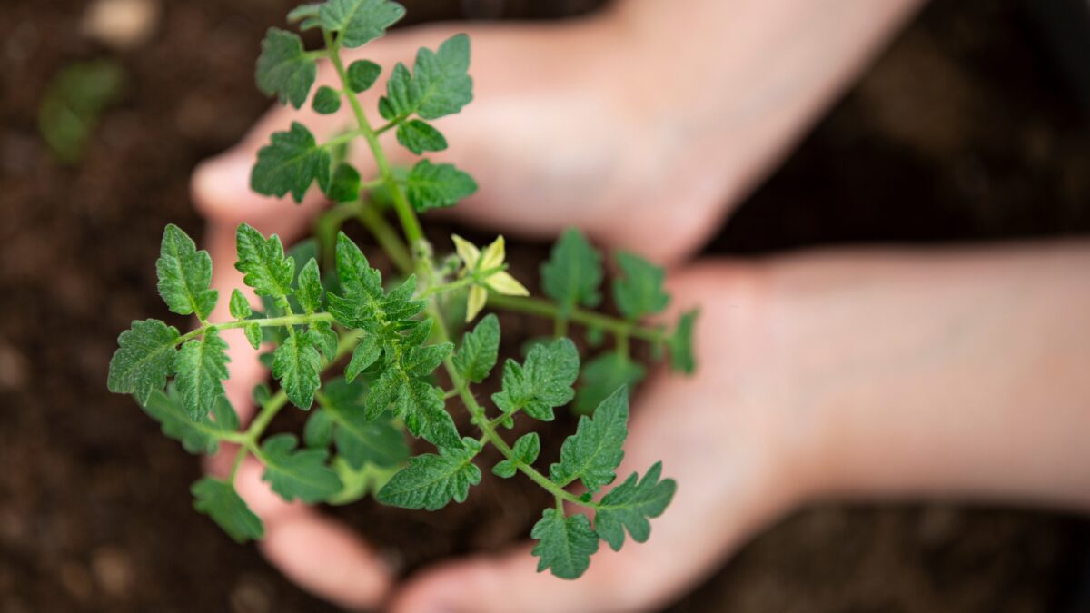 18 Seeds To Start Now For A Thriving June Planting Season