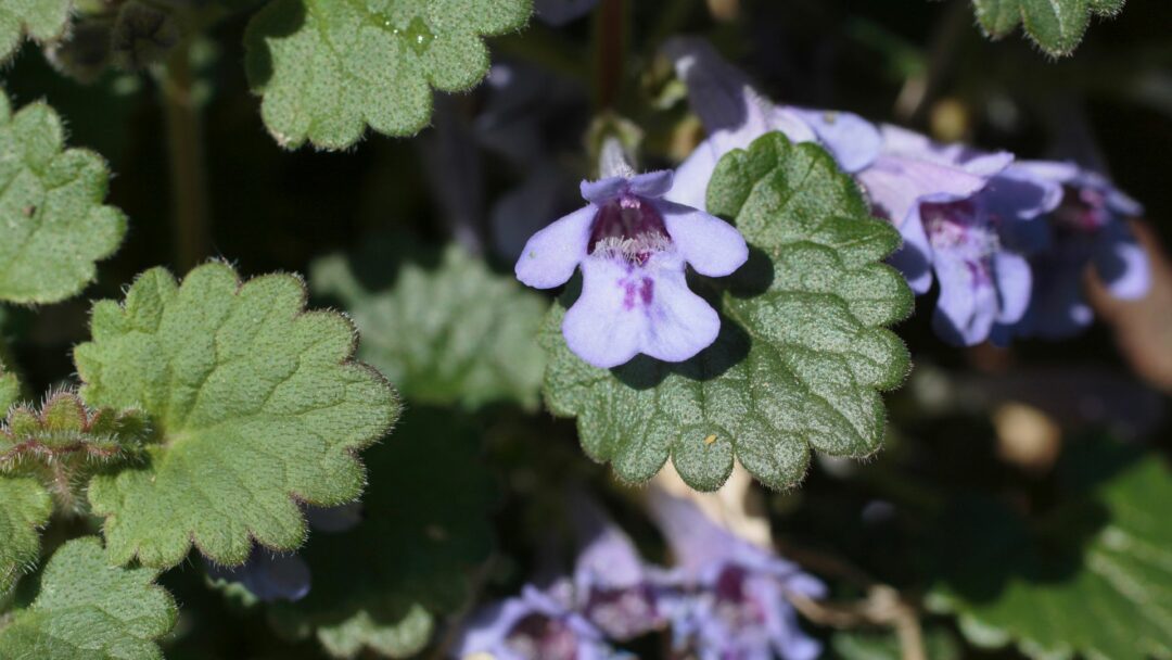 18 Ways To Stop Ground Ivy From Taking Over Your Lawn Before It Spreads ...