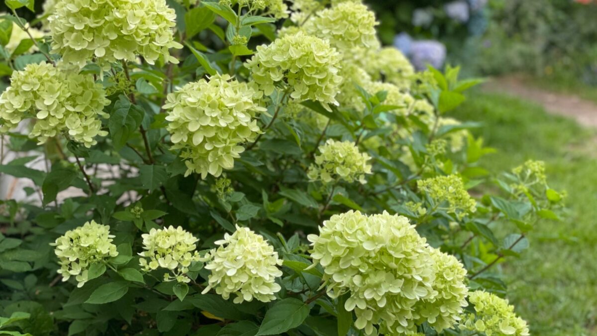 19 Small Shrubs That Deliver Big Impact To Any Garden, Large Or Compact