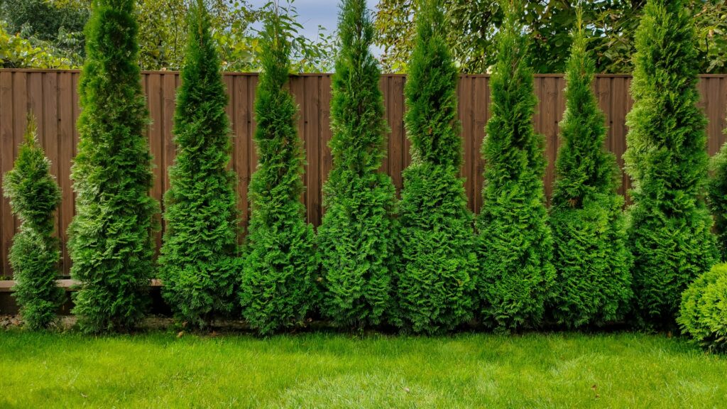 20 Arborvitae Types That Boost Privacy And Beautify Your Yard (And How ...