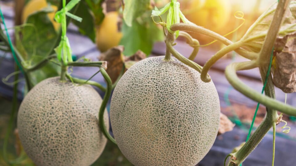 20 Brilliant Ways To Grow Melons That’ll Actually Work (Even If You’ve ...