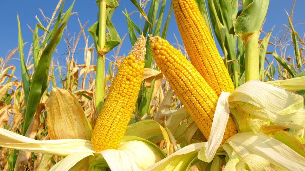 20 Companion Plants To Grow With Corn For A Bigger, Better Harvest (And ...