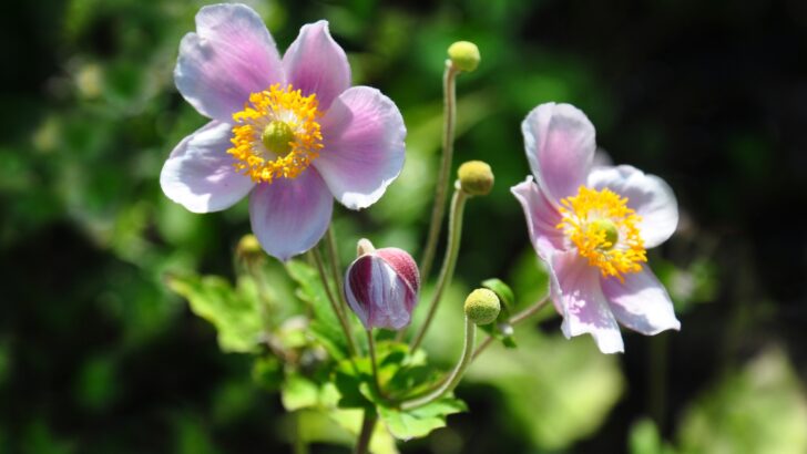 20 Delicate Perennials That Need Help Spreading